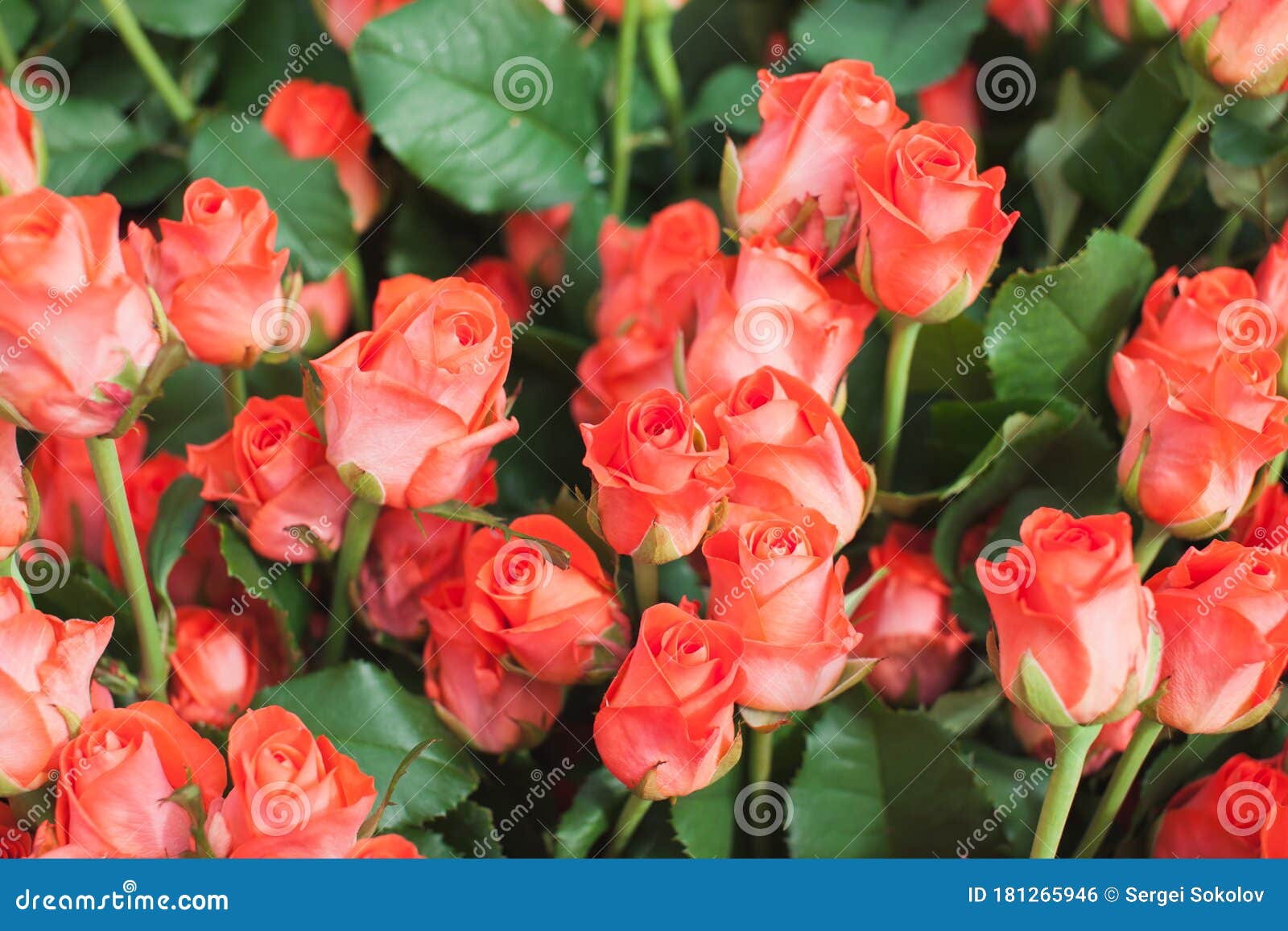 Roses Wow NT Bush Background Stock Photo - Image of beauty, decoration ...