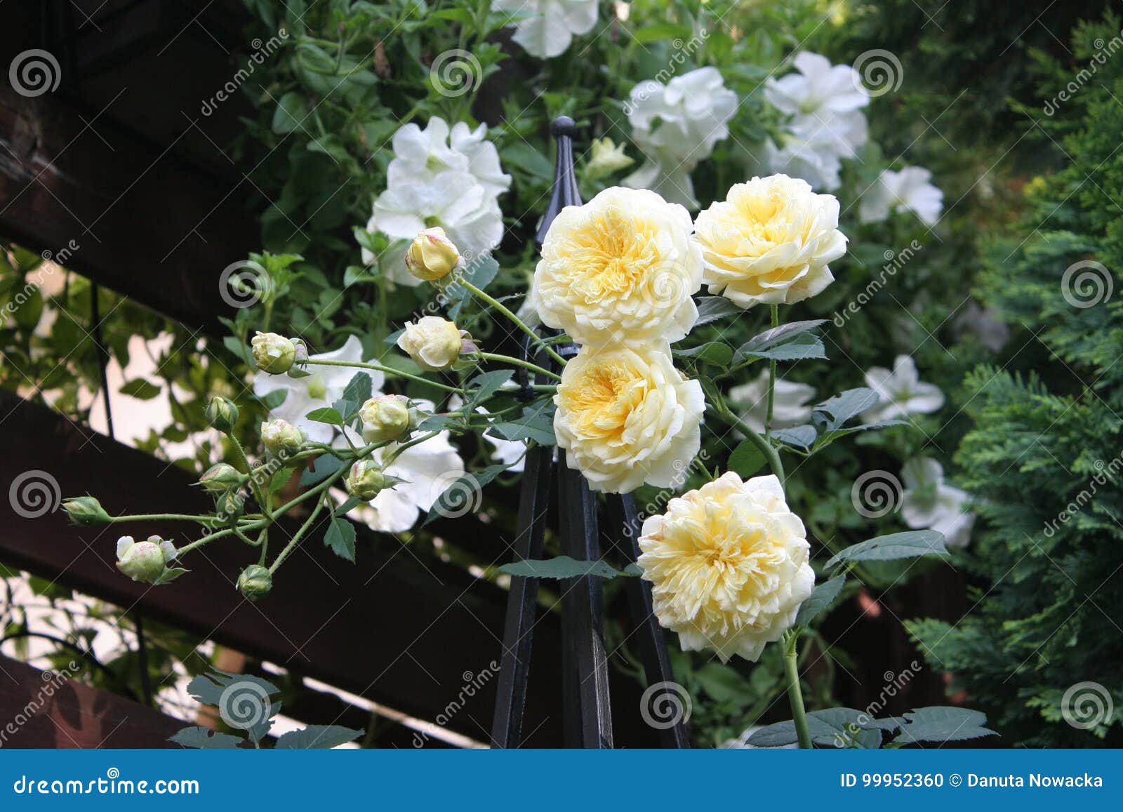 Roses stock photo. Image of buds, creeper, english, bloom - 99952360