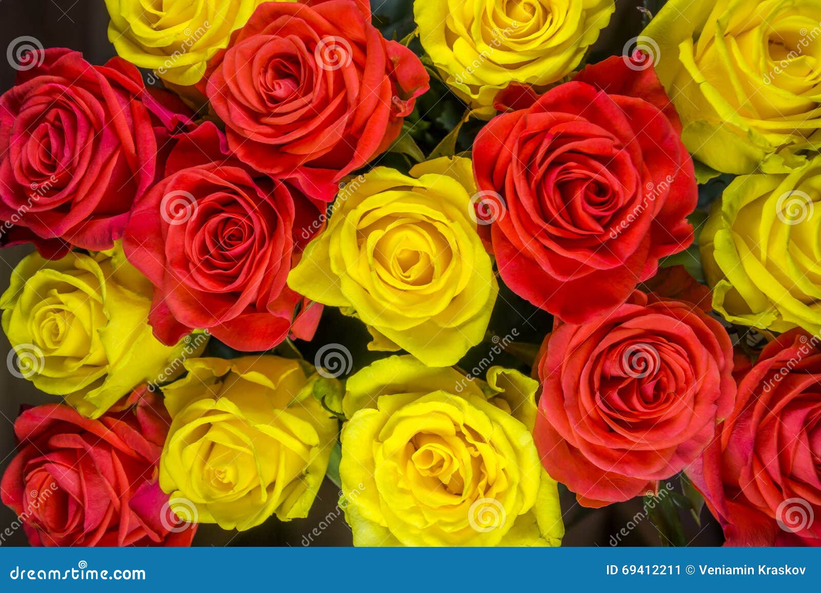 Roses - yellow and red stock image. Image of assorted - 69412211