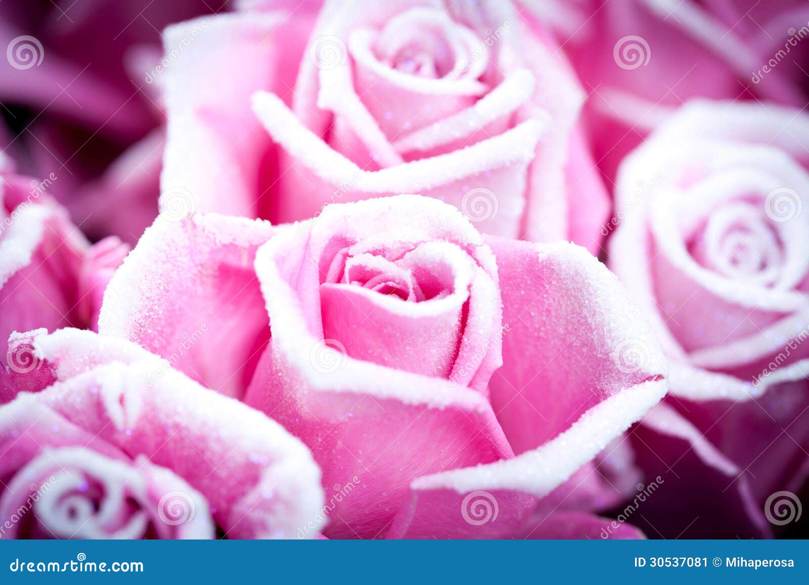 Roses for You stock image. Image of lilac, floral, beautiful - 30537081