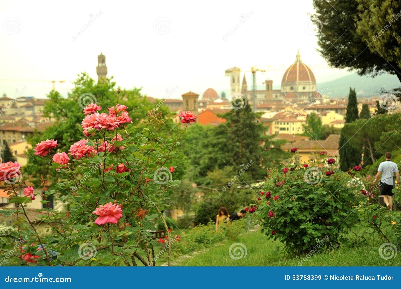 Roseti a Firenze, Italia immagine stock editoriale. Immagine di verde ...