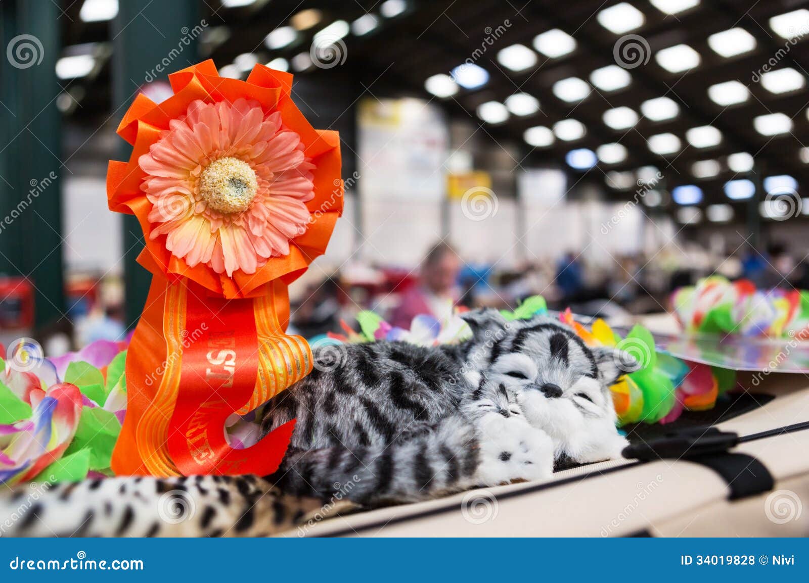 Rosette at a cat show stock photo. Image of show, variety - 34019828