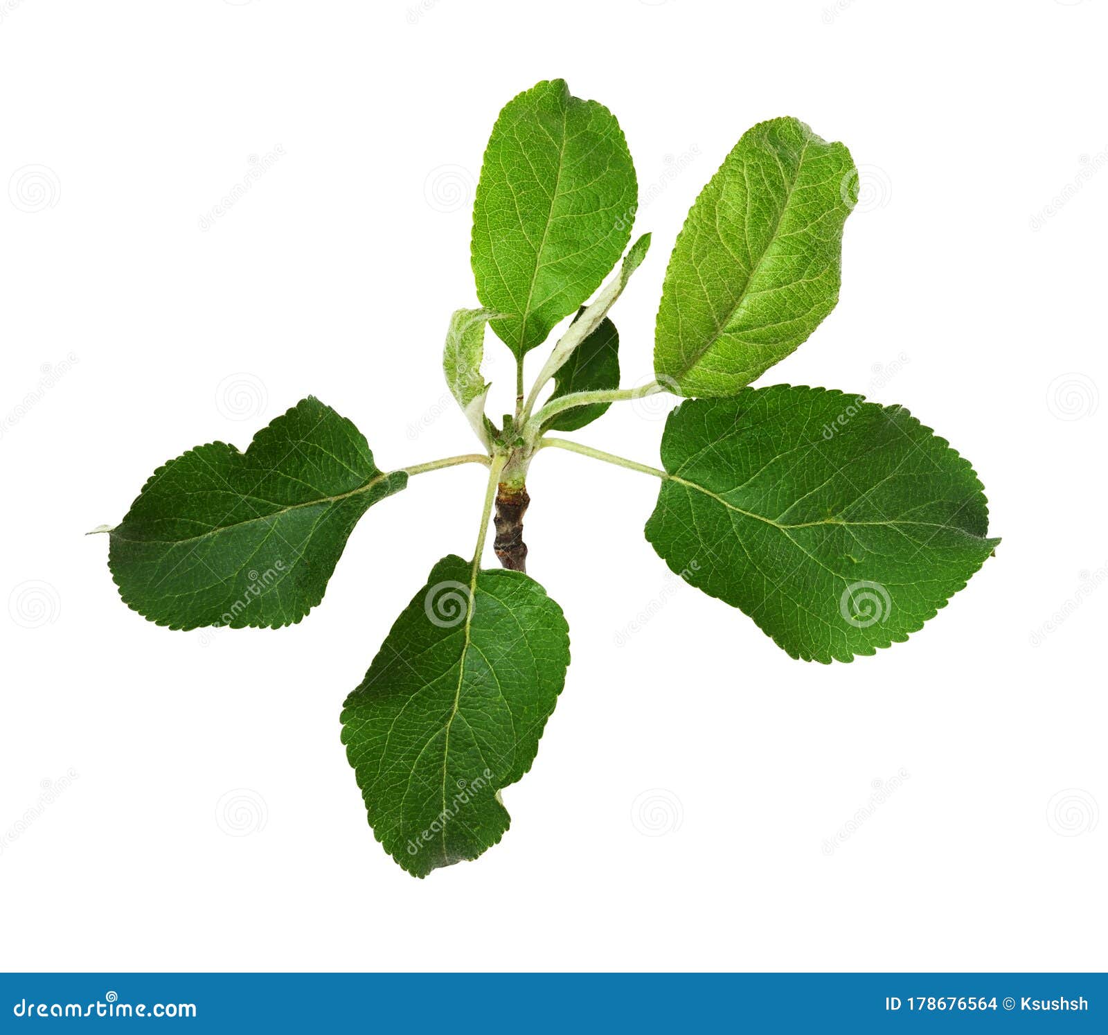 Rosette of Green Leaves from Apple Tree Stock Photo - Image of ...