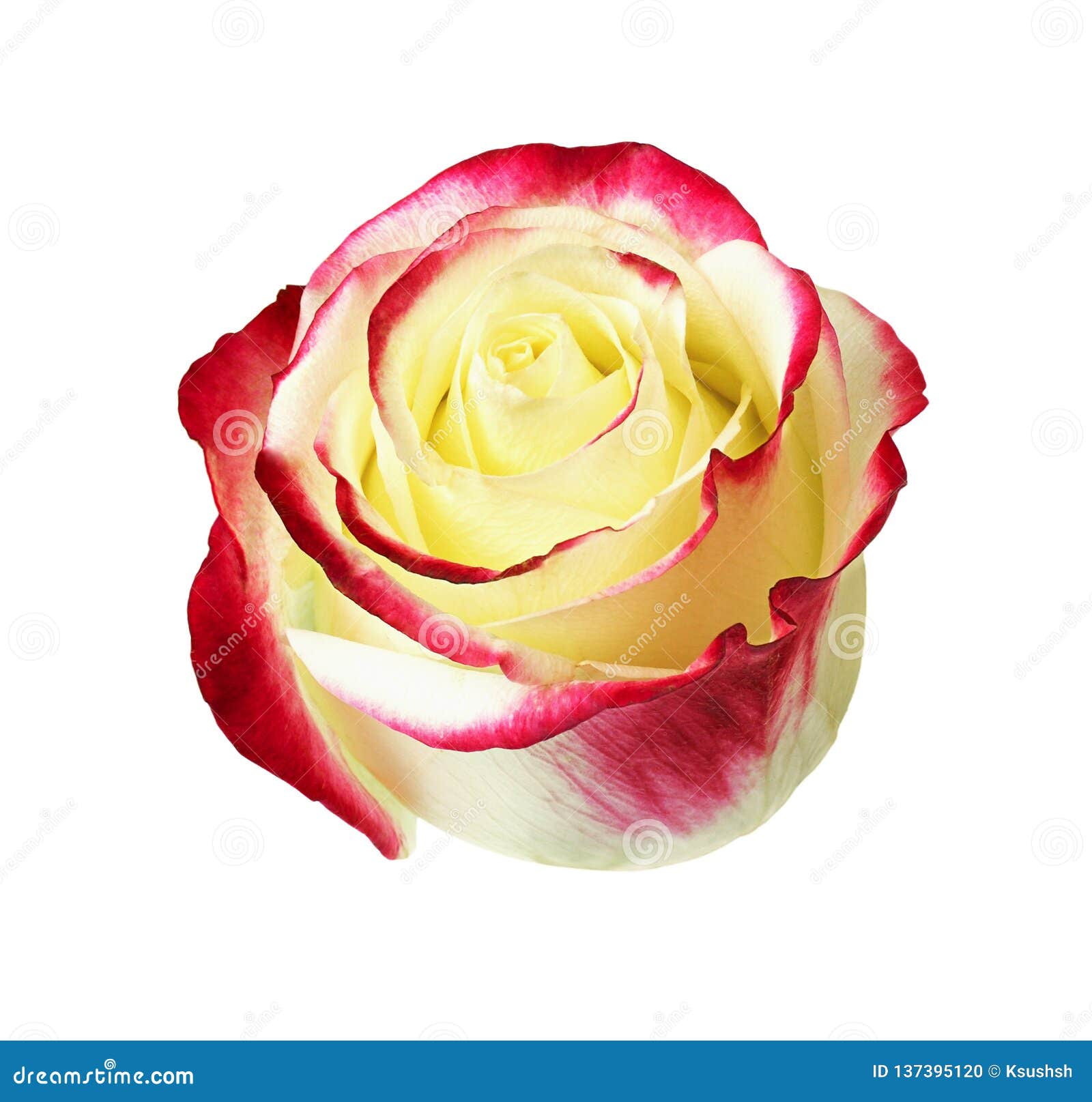 Rosette of Red and Yellow Rose Flower Stock Photo - Image of collection ...