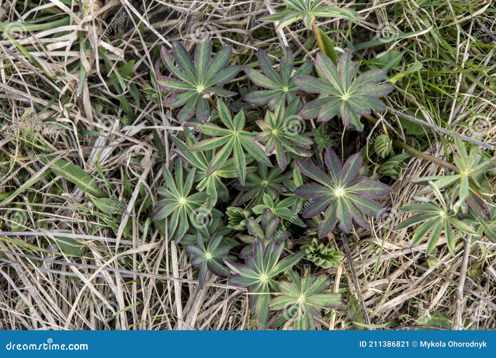 Rosette Shape Lupin Leaves .Abstract Composition of Plants in the ...