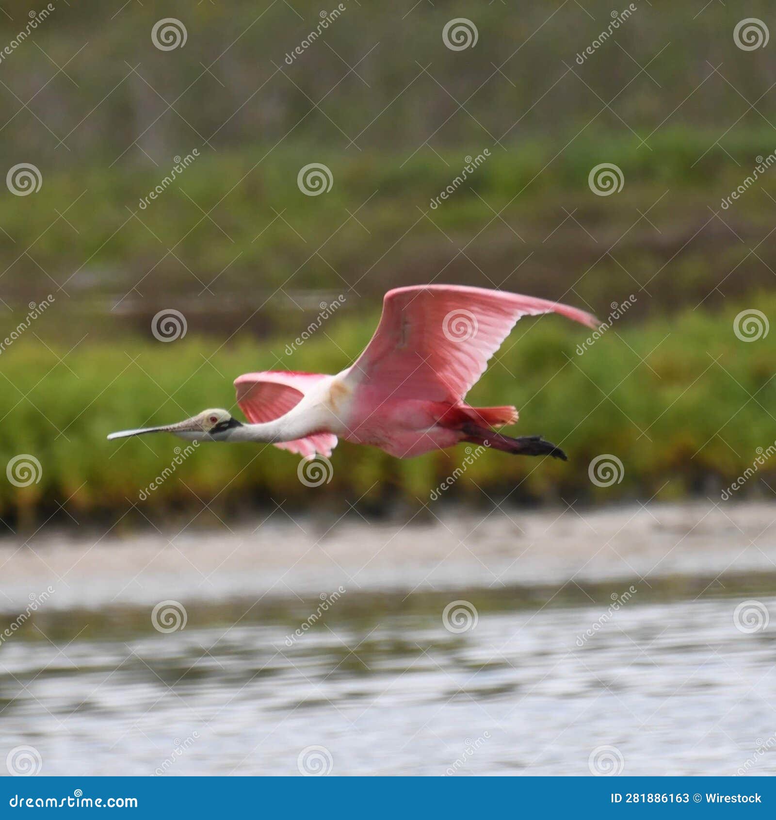 Rosette Spoonbill Bird Flying in the Air Above a Lake Stock Image ...