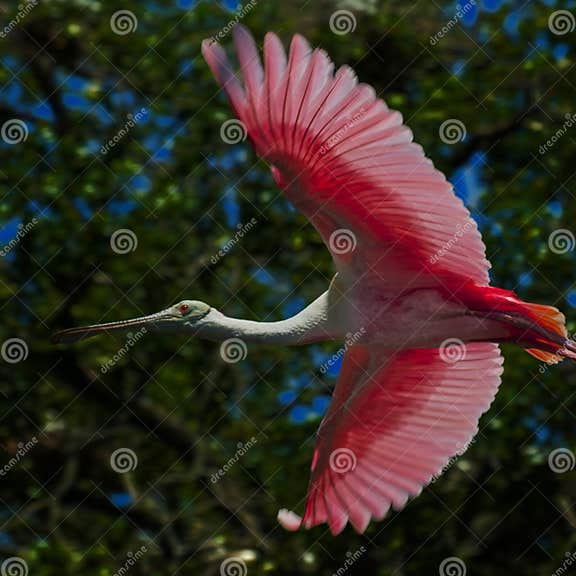 Rosette Spoonbill in Flight Stock Photo - Image of pink, flight: 92462664