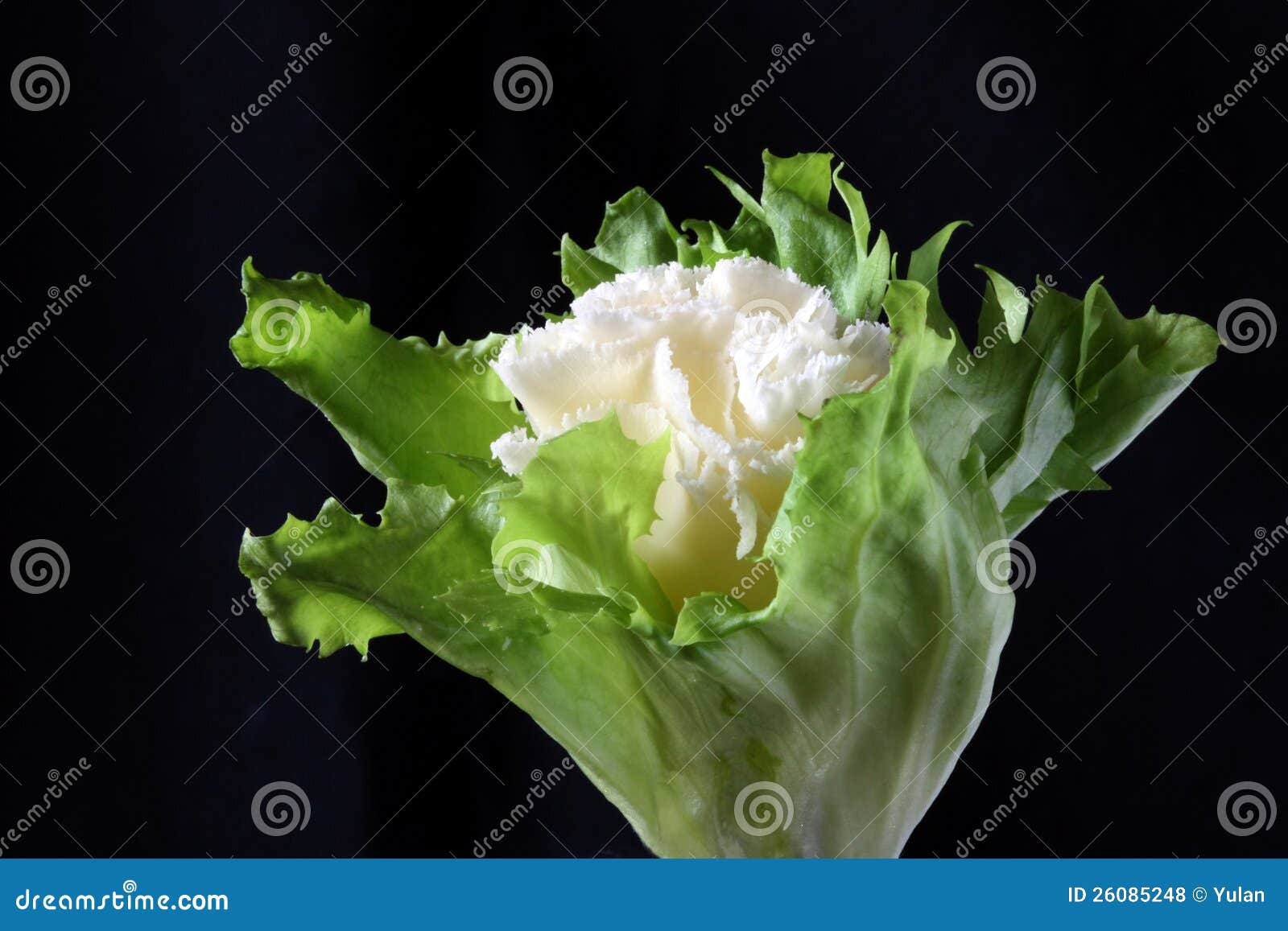 Rosette of Tete De Moine Cheese Stock Photo - Image of close ...