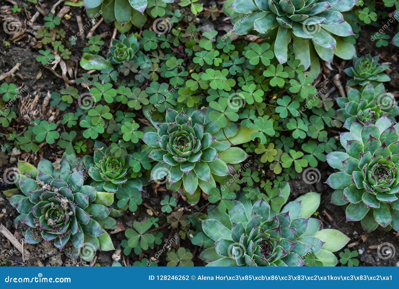 Rosettes of Sempervivum on the Ground Stock Photo - Image of greenery ...