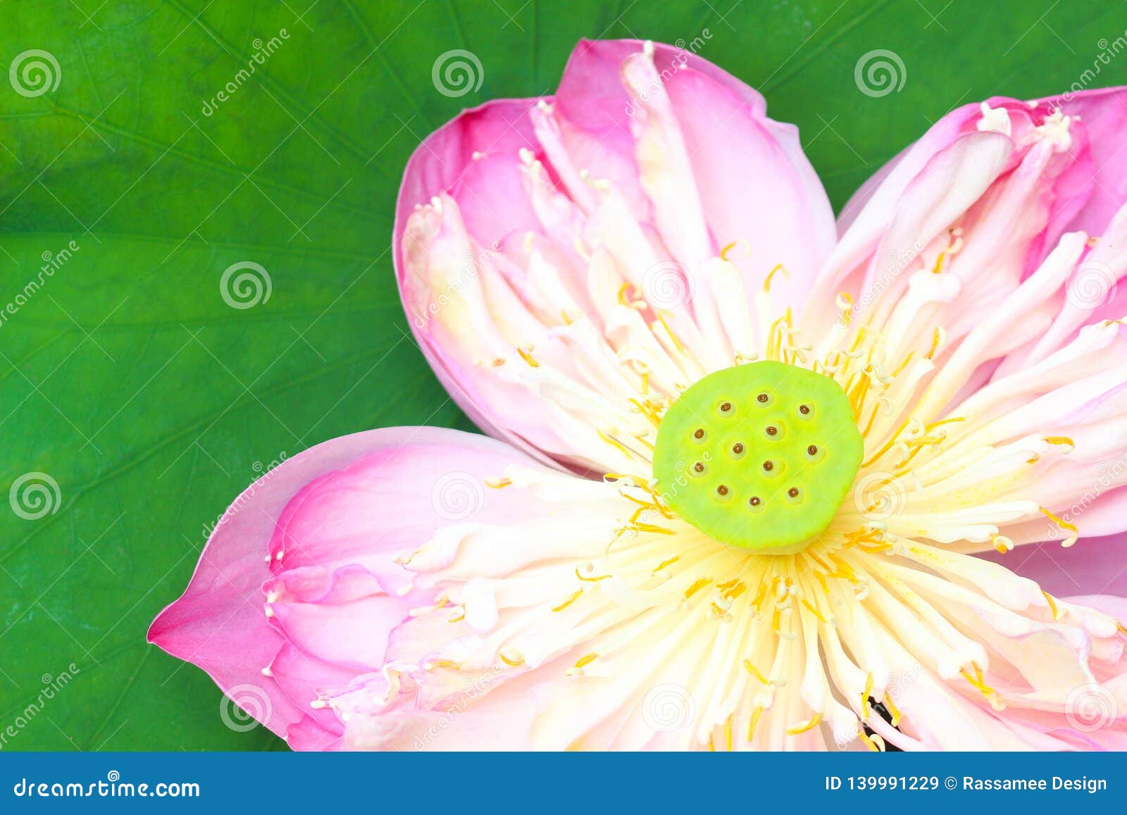 Roseum Plenum or Double Red Lotus Stock Image - Image of copyspace ...