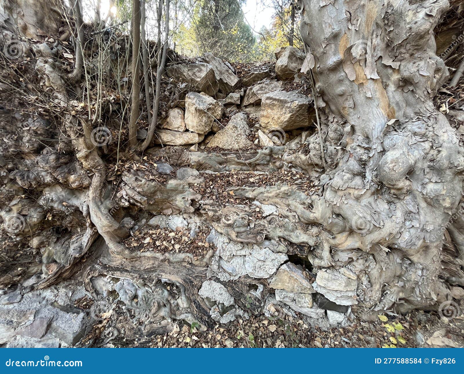 Rosewood is a Tall Tree with a Peculiarly Shaped Trunk that Displays ...