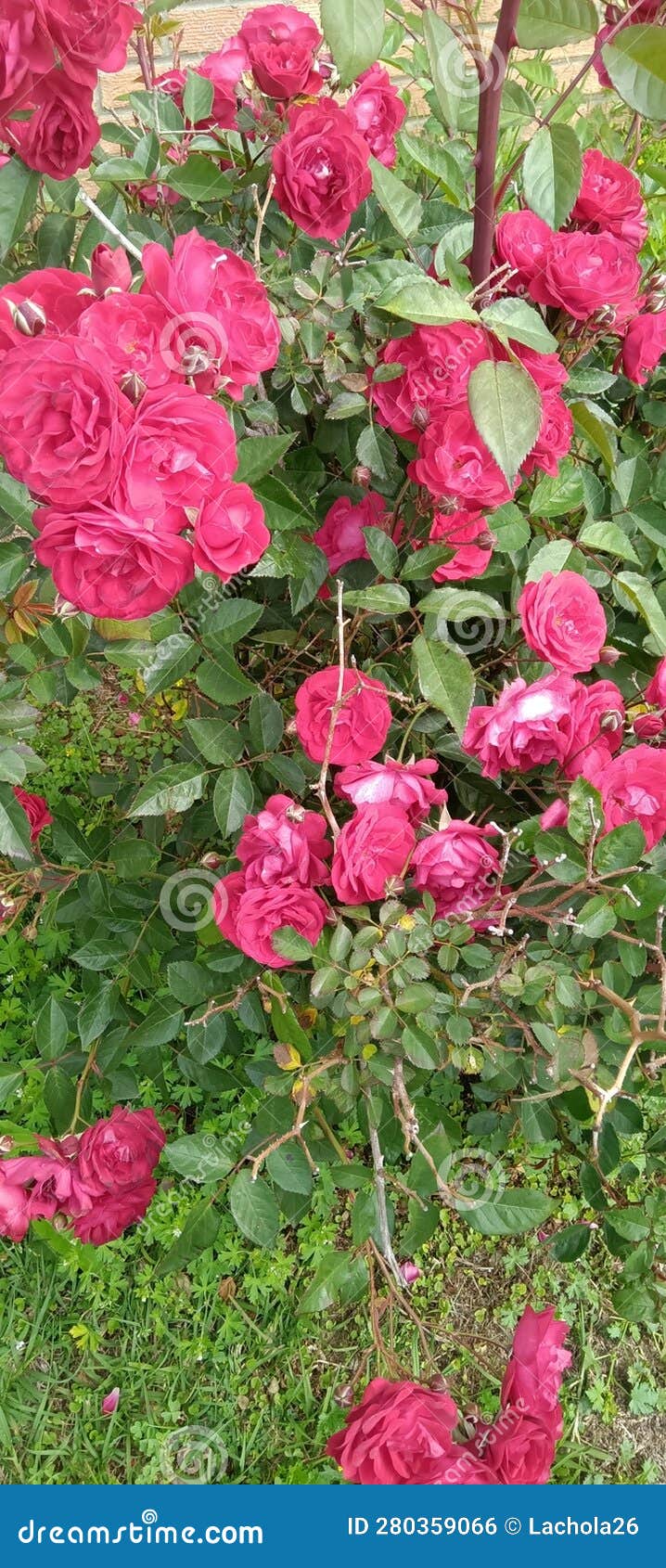Rosey Red roses stock photo. Image of plant, leaf, petal - 280359066