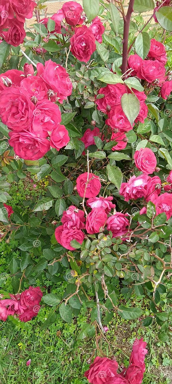 Rosey Red roses stock photo. Image of plant, leaf, petal - 280359066