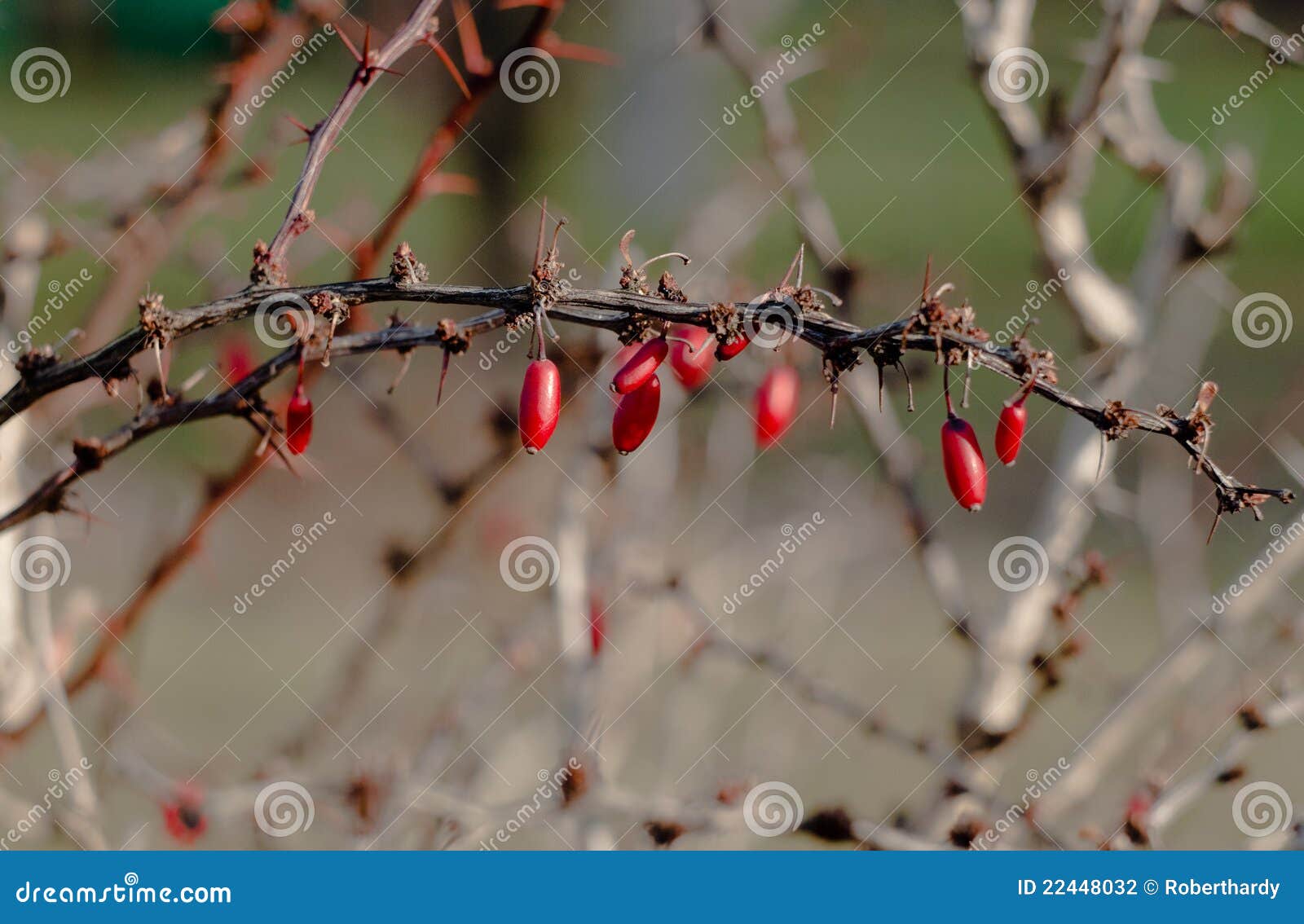 Rosier épineux photo stock. Image du fond, botanique - 22448032