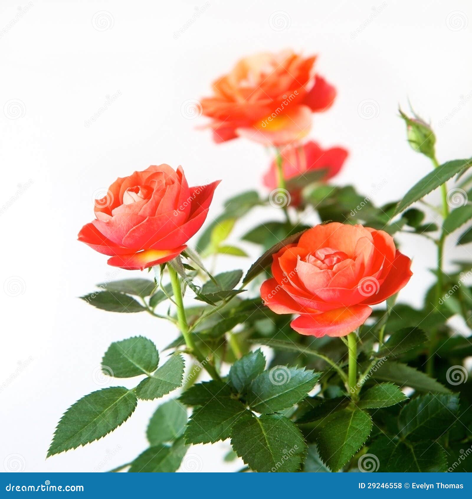 Rosier photo stock. Image du normal, environnement, roses - 29246558