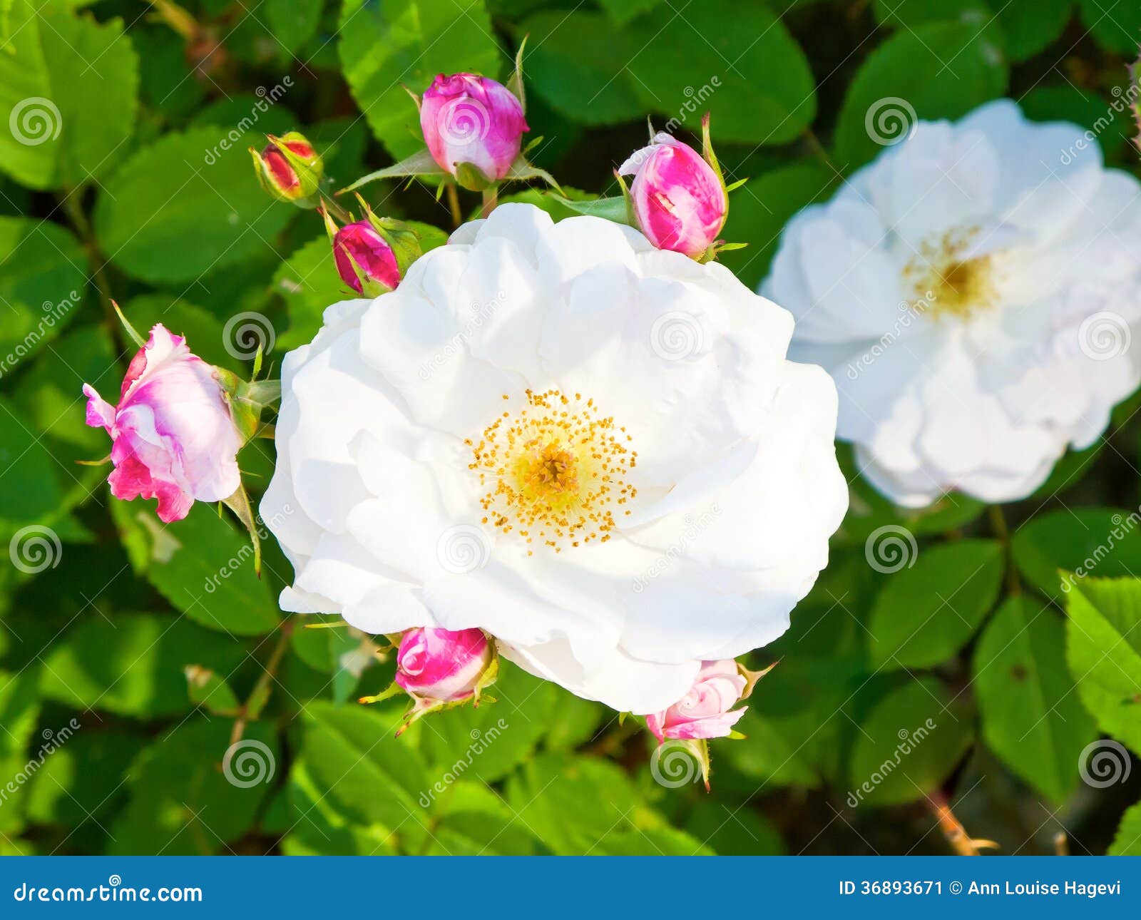 Rosier blanc image stock. Image du bourgeon, floraison - 36893671