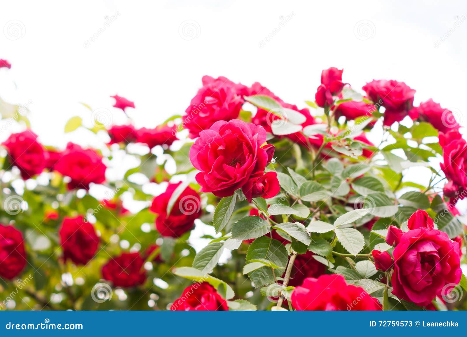Rosier Rouge Dans Le Jardin Image stock - Image du flore, ornemental ...