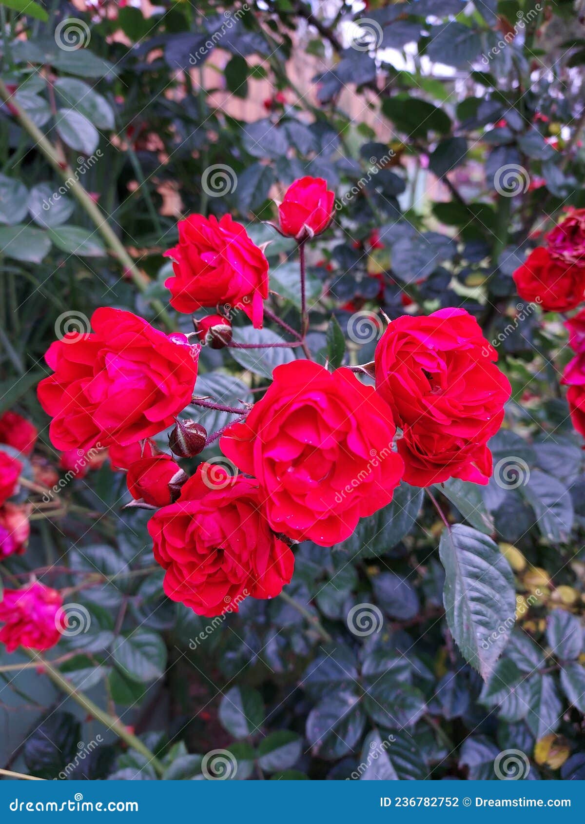 Rosier rouge plante stock photo. Image of rosier, nature - 236782752