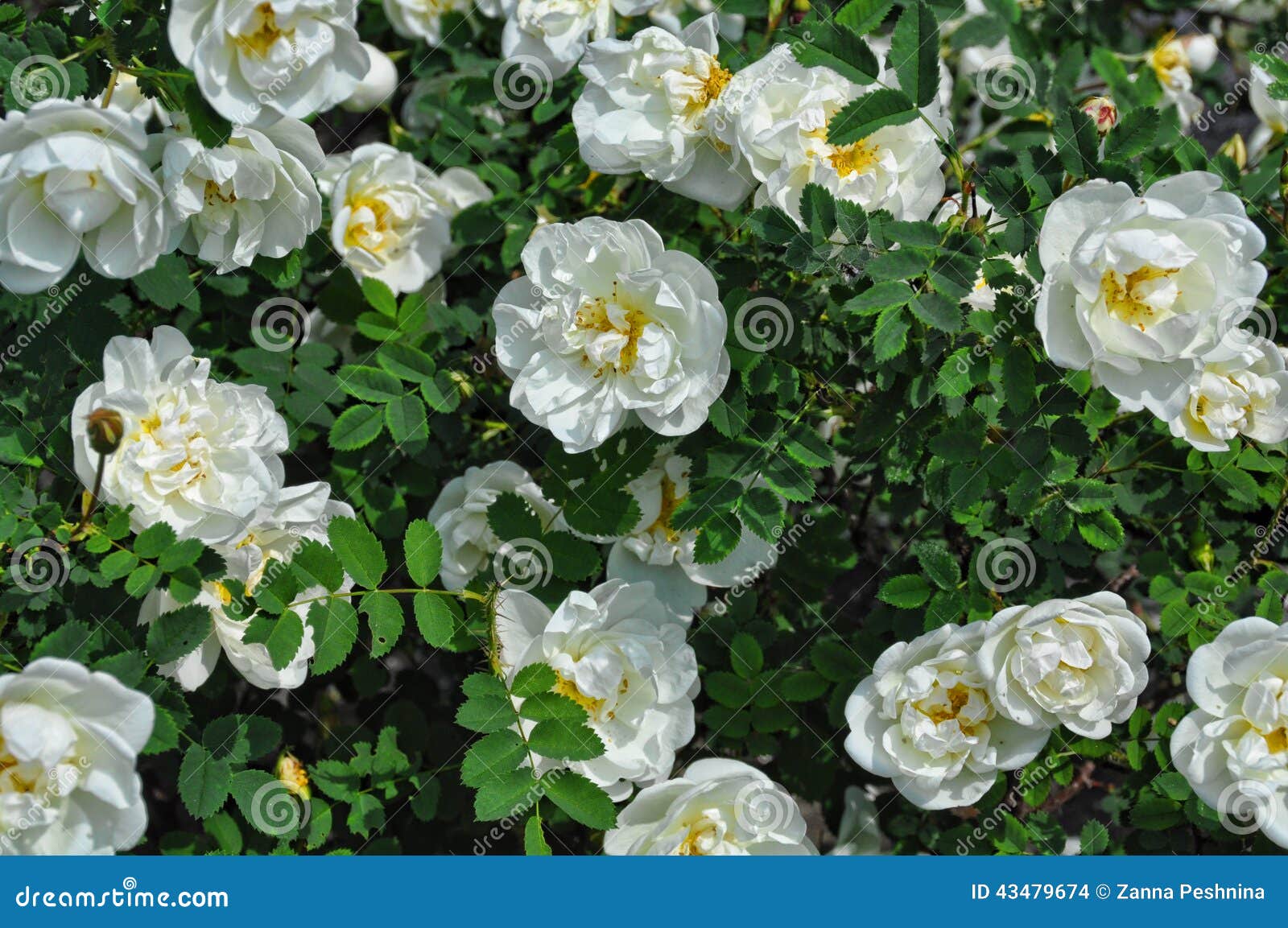Rosier sauvage blanc photo stock. Image du jardin, pétale - 43479674