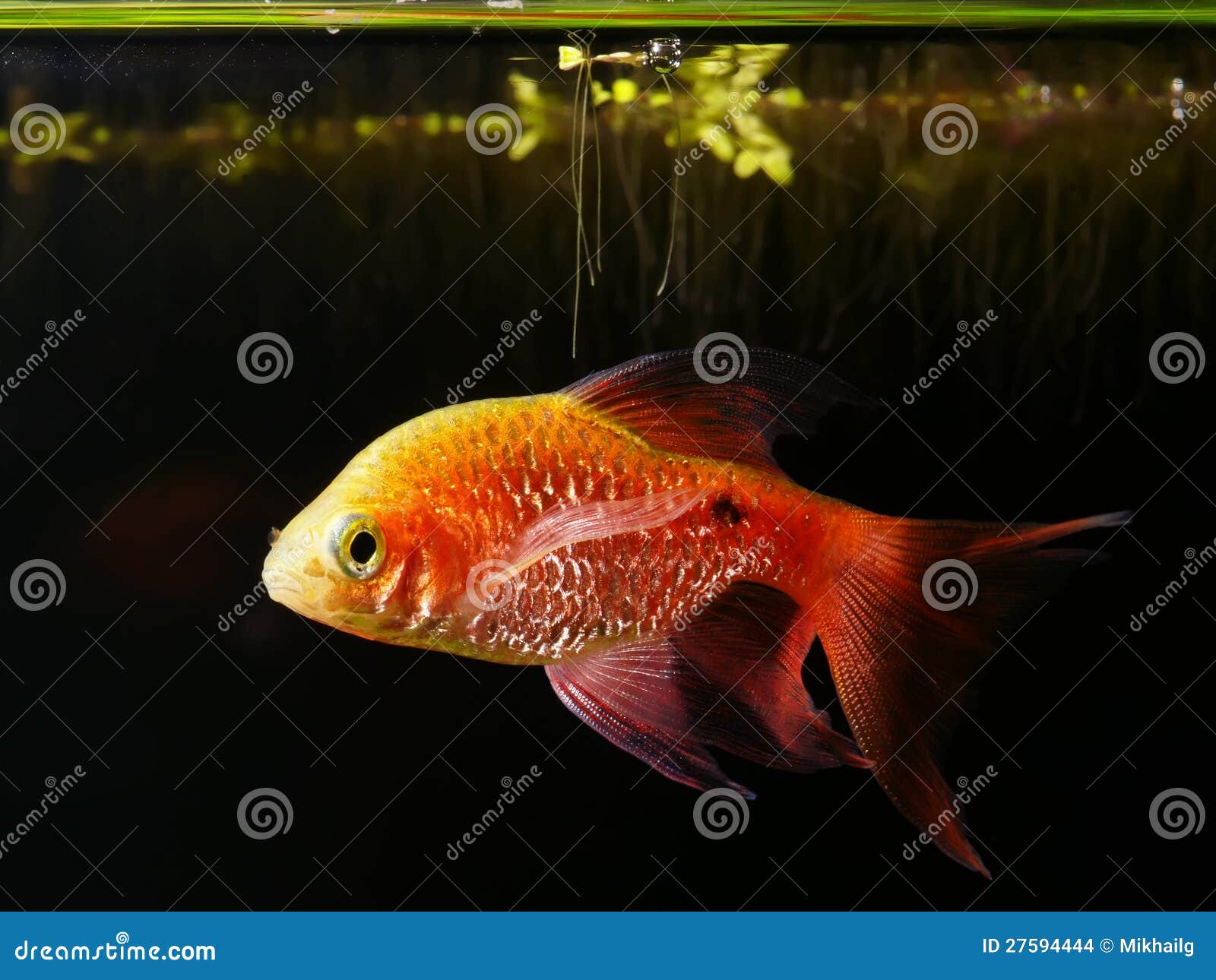 Rosig tagg arkivfoto. Bild av subtropisk, tropiskt, karp - 27594444