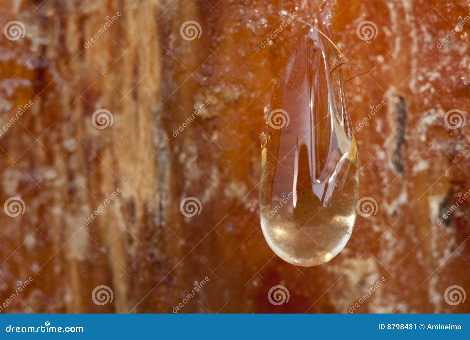 Rosin drop stock image. Image of pine, drop, reflection - 8798481