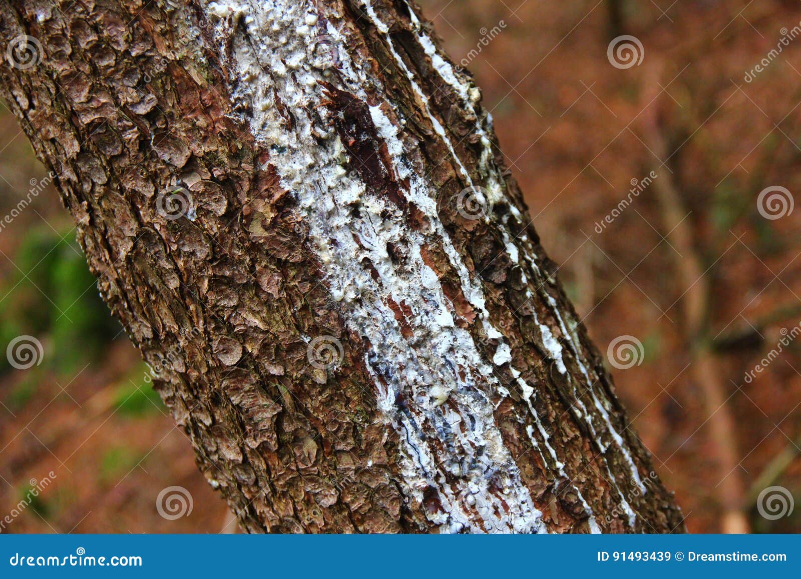 Rosin on tree stock image. Image of forest, rosin, tree - 91493439