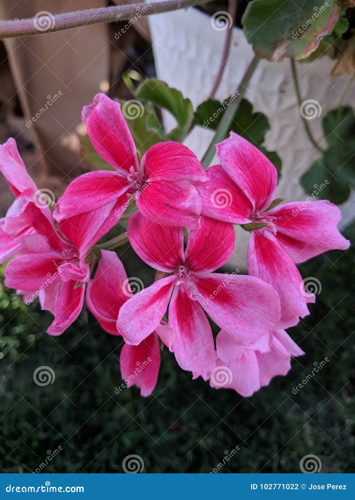 Rosita Flor fotografia stock. Immagine di fiocco, giardino - 102771022