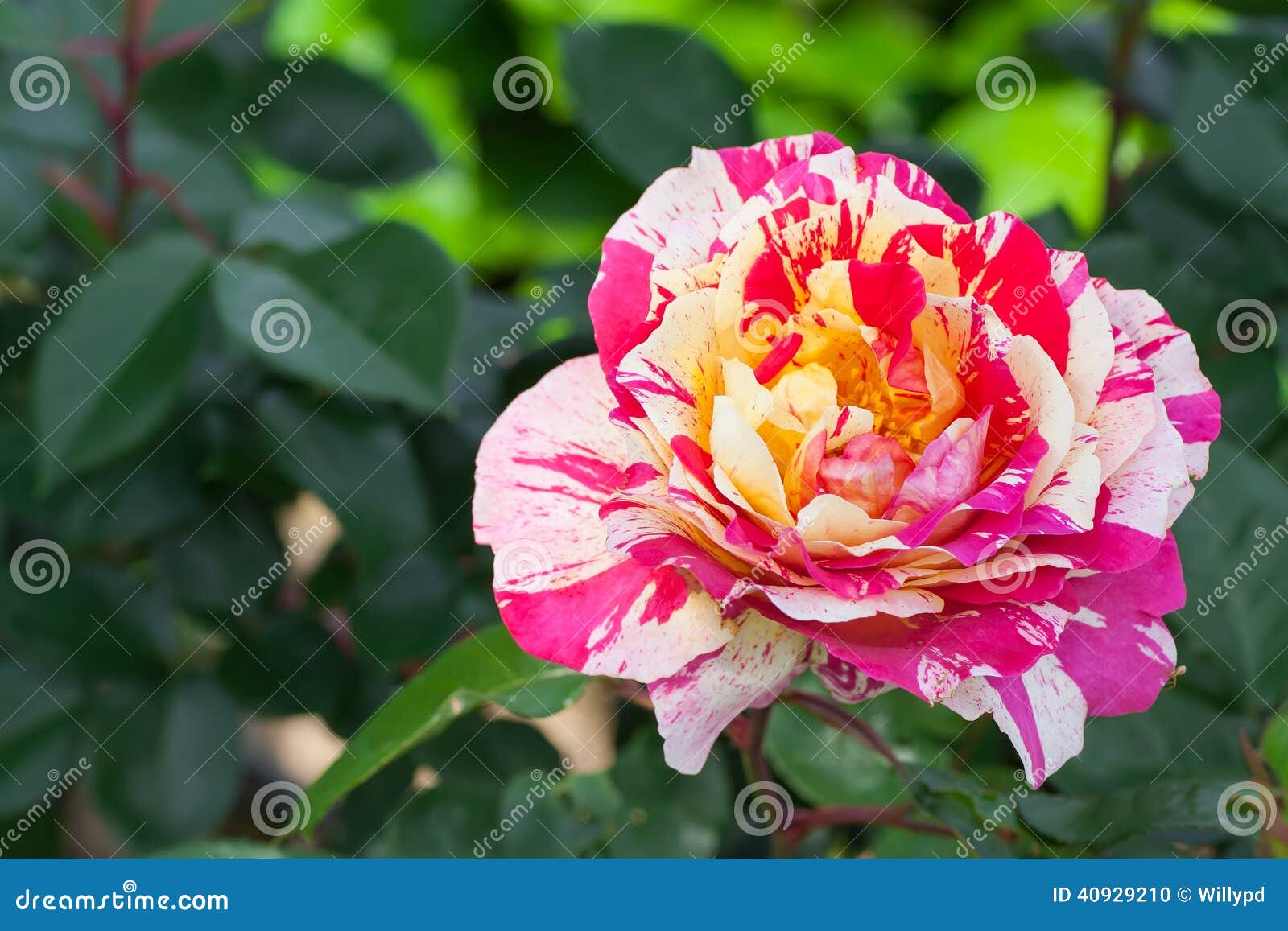 Rosita rose stock photo. Image of beatiful, rosita, spring - 40929210