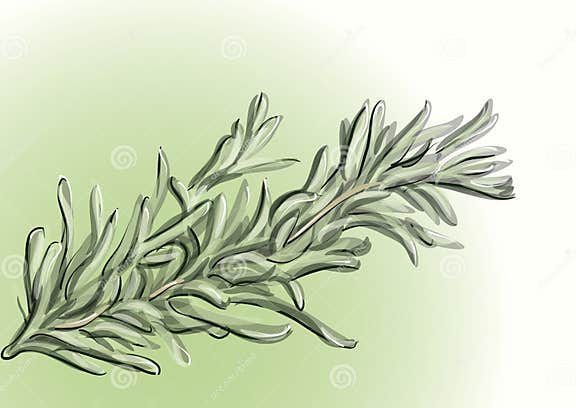 Rosmarin vektor abbildung. Illustration von würzig, wohlriechend - 77051034