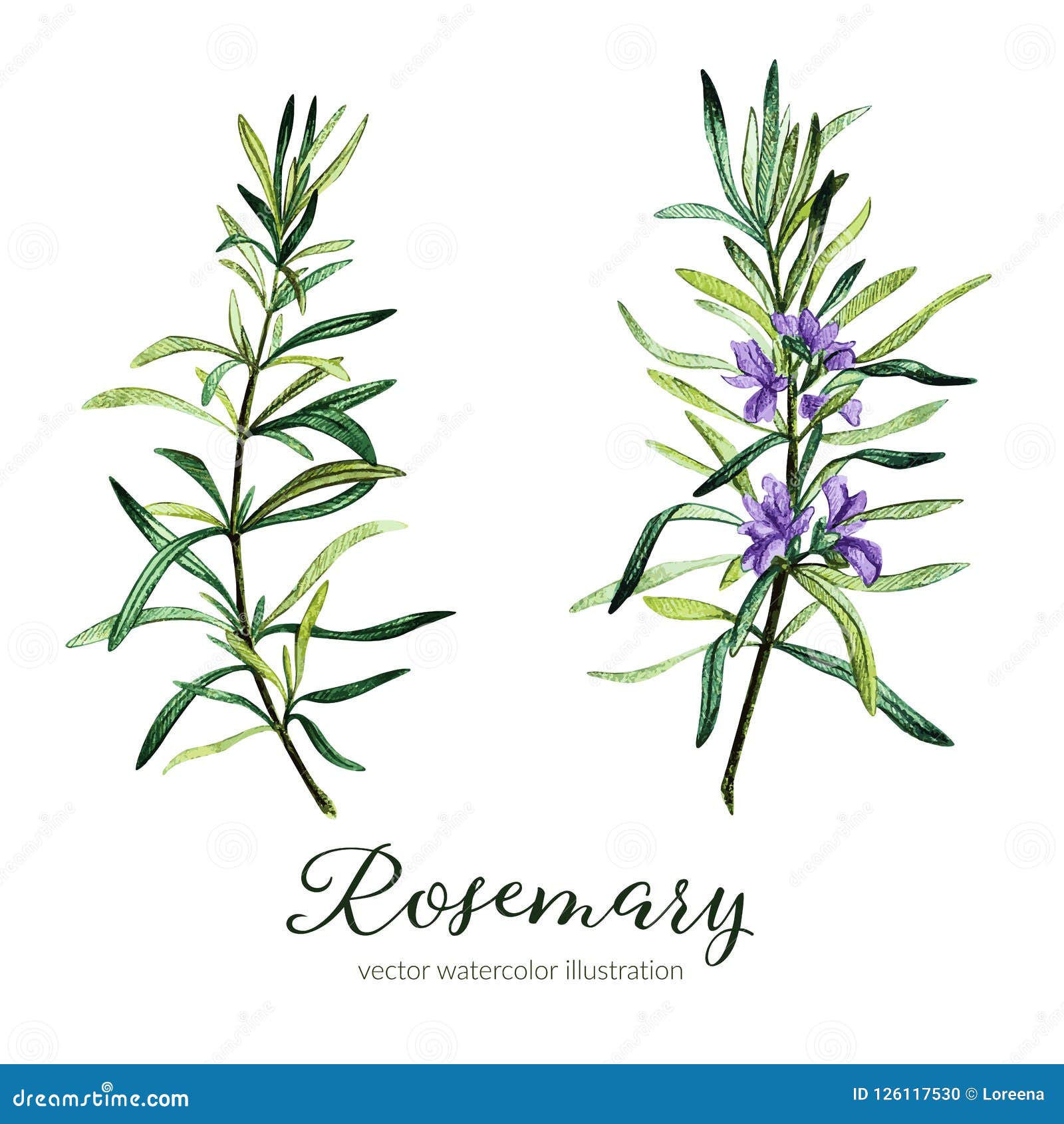 Rosmarin Vektoraquarellillustration Vektor Abbildung - Illustration von ...