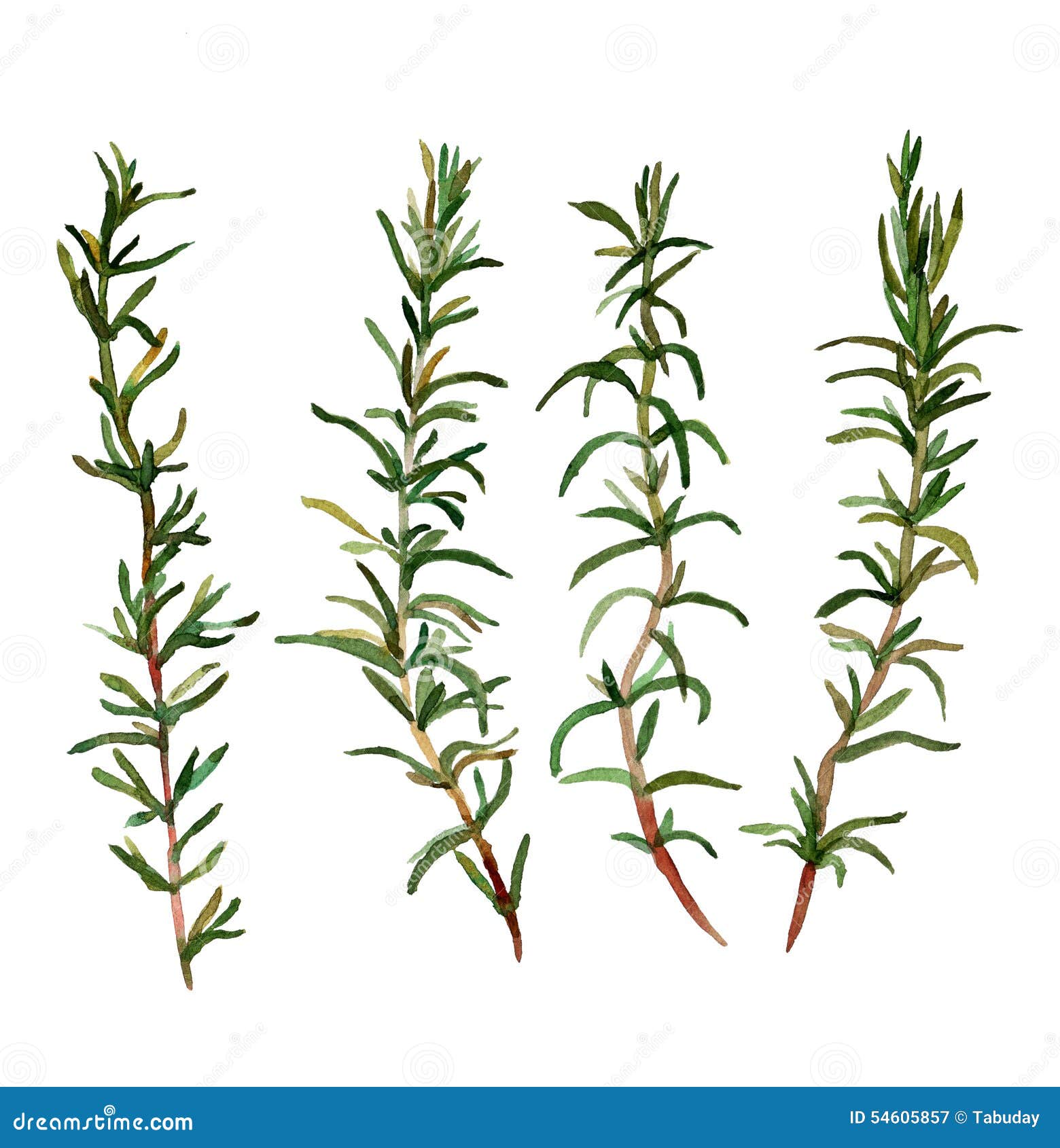 Rosmarino illustrazione di stock. Illustrazione di filiale - 54605857
