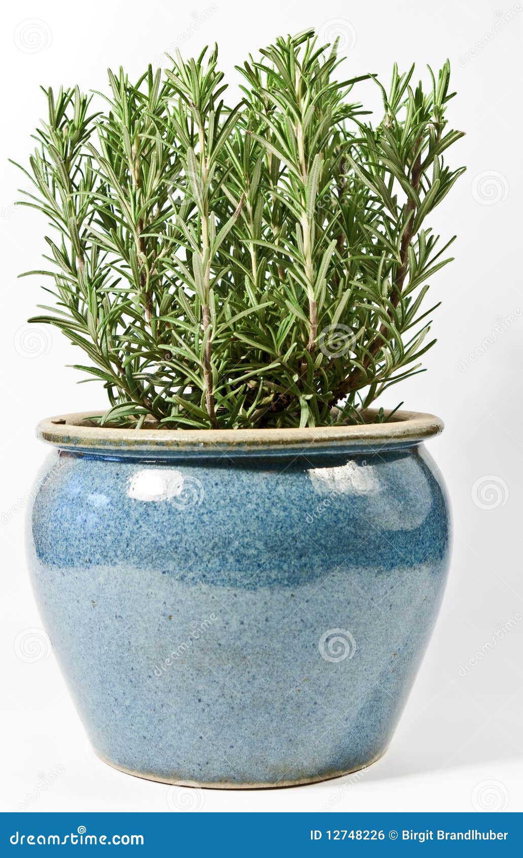 Rosmary stock photo. Image of nature, spice, kitchen - 12748226