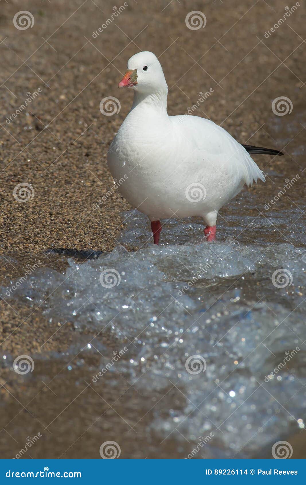 Ross S Goose - Anser Rossii Stock Photo - Image of feather ...