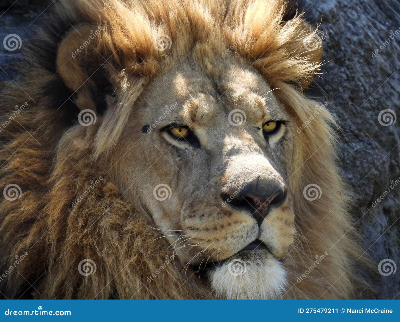Ross Park Zoo Male Lion Head Showing Mane Stock Image - Image of ...