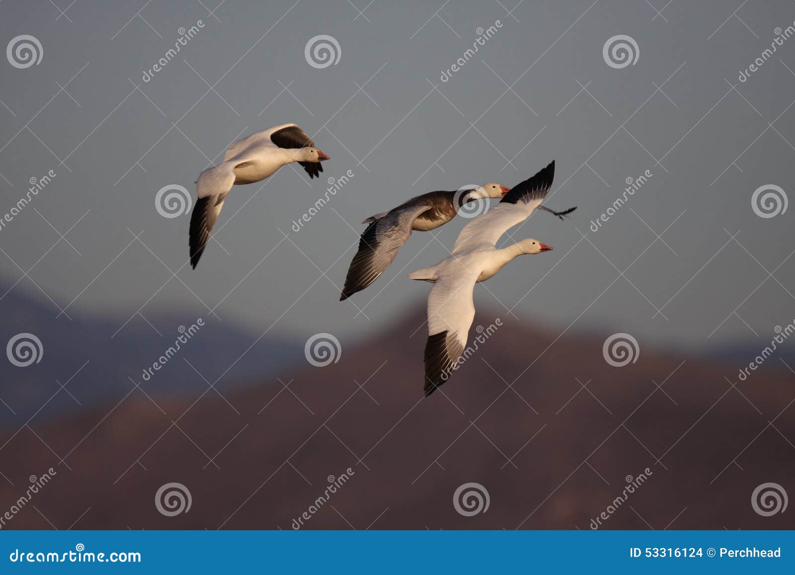 Ross S Geese in Flight with a Blue Sky Background Stock Photo - Image ...