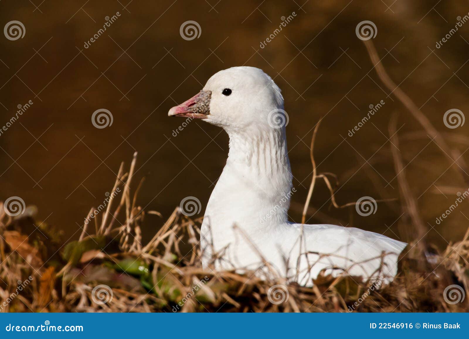 Ross s Goose stock photo. Image of anserini, white, protuberances ...