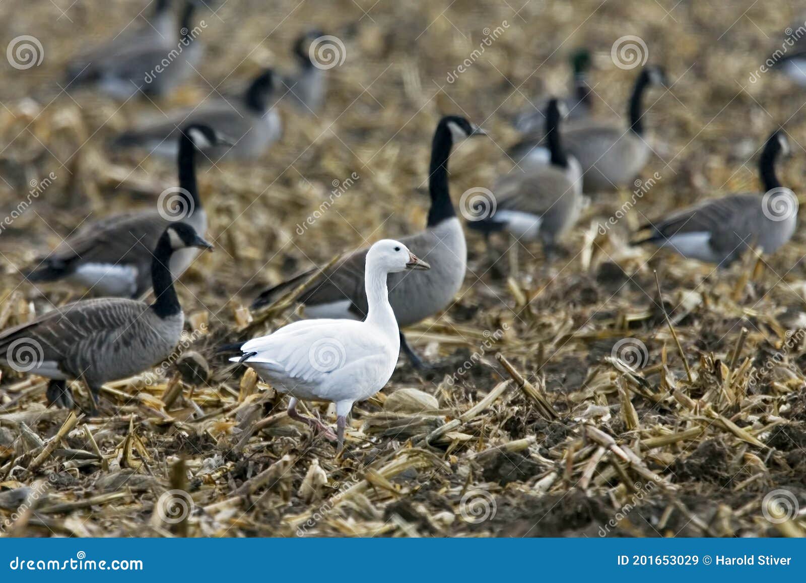Ross`s Geese Anser Rossii And Snow Geese Chen Caerulescens Resting In A ...