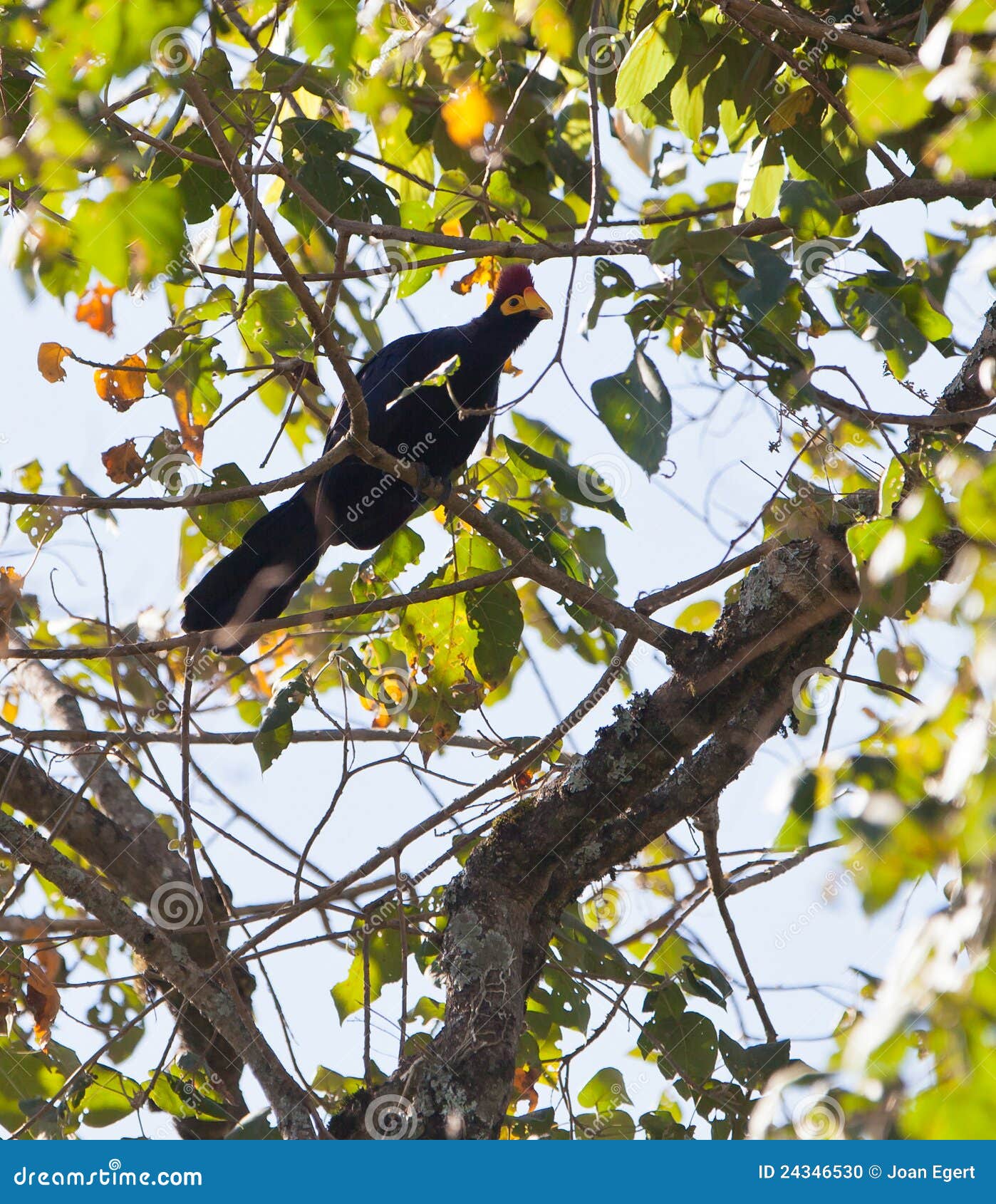 Ross Turaco stock photo. Image of creature, life, creatures - 24346530