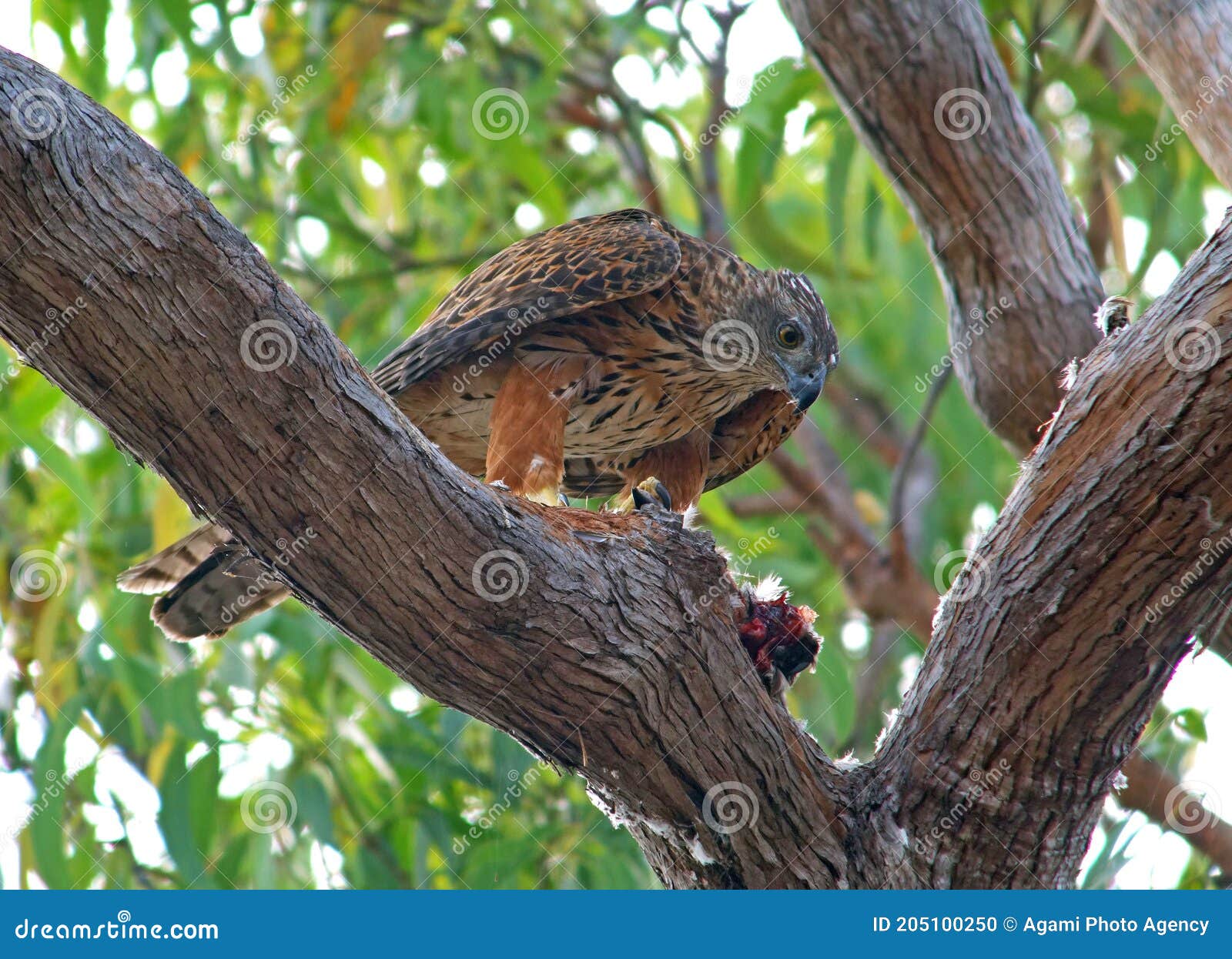 Rosse Havik, Red Goshawk, Erythrotriorchis Radiatus Stock Photo - Image ...