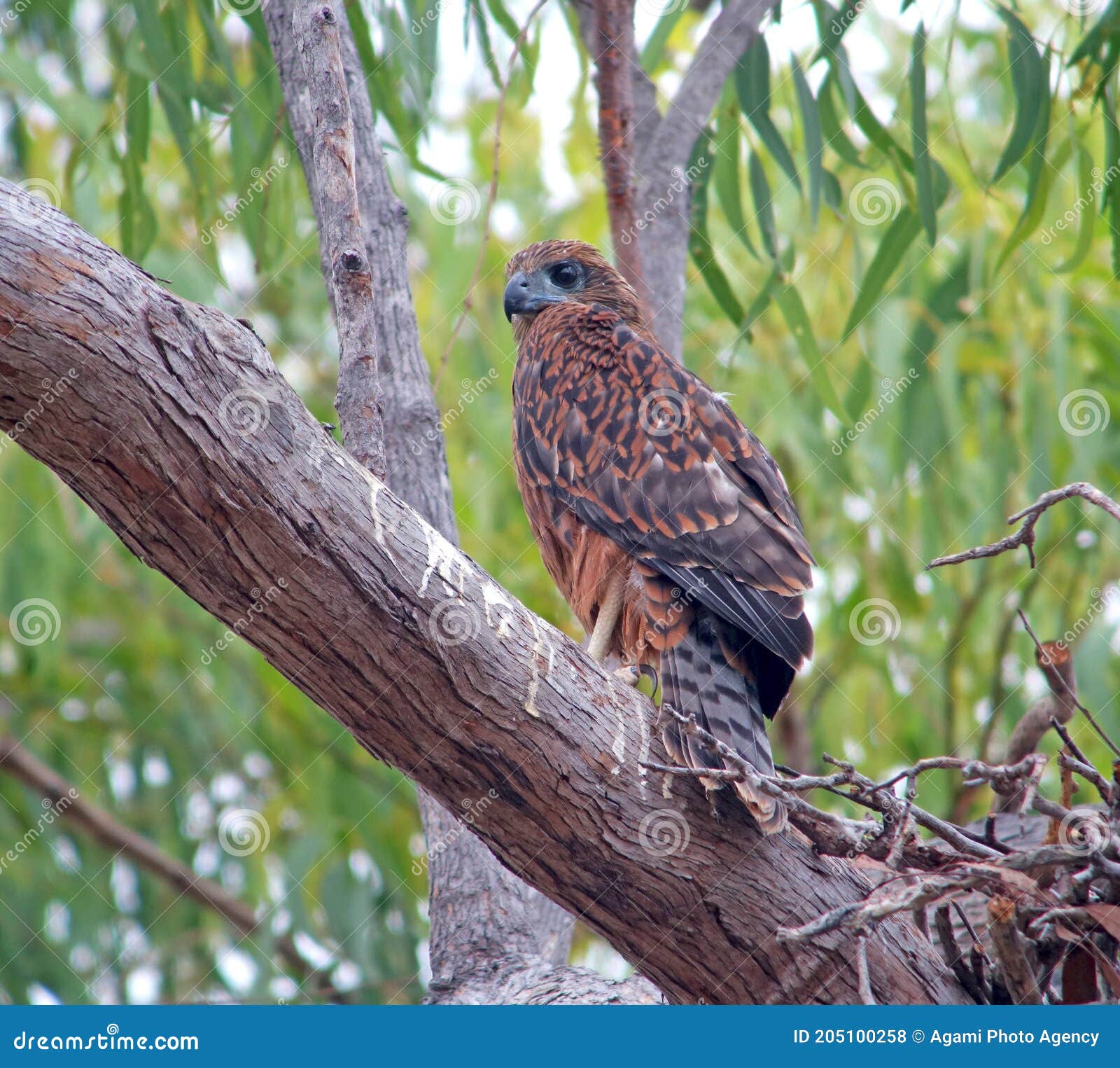 Rosse Havik, Red Goshawk, Erythrotriorchis Radiatus Stock Photo - Image ...