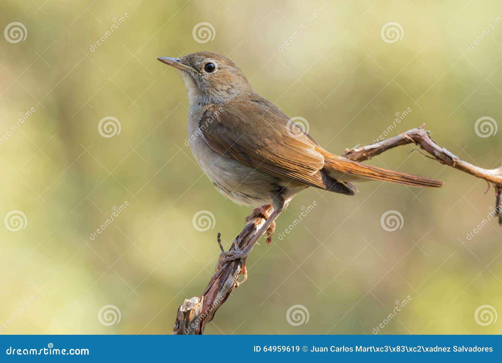 Rossignol Commun, (megarhynchos De Luscinia) Image stock - Image du ...