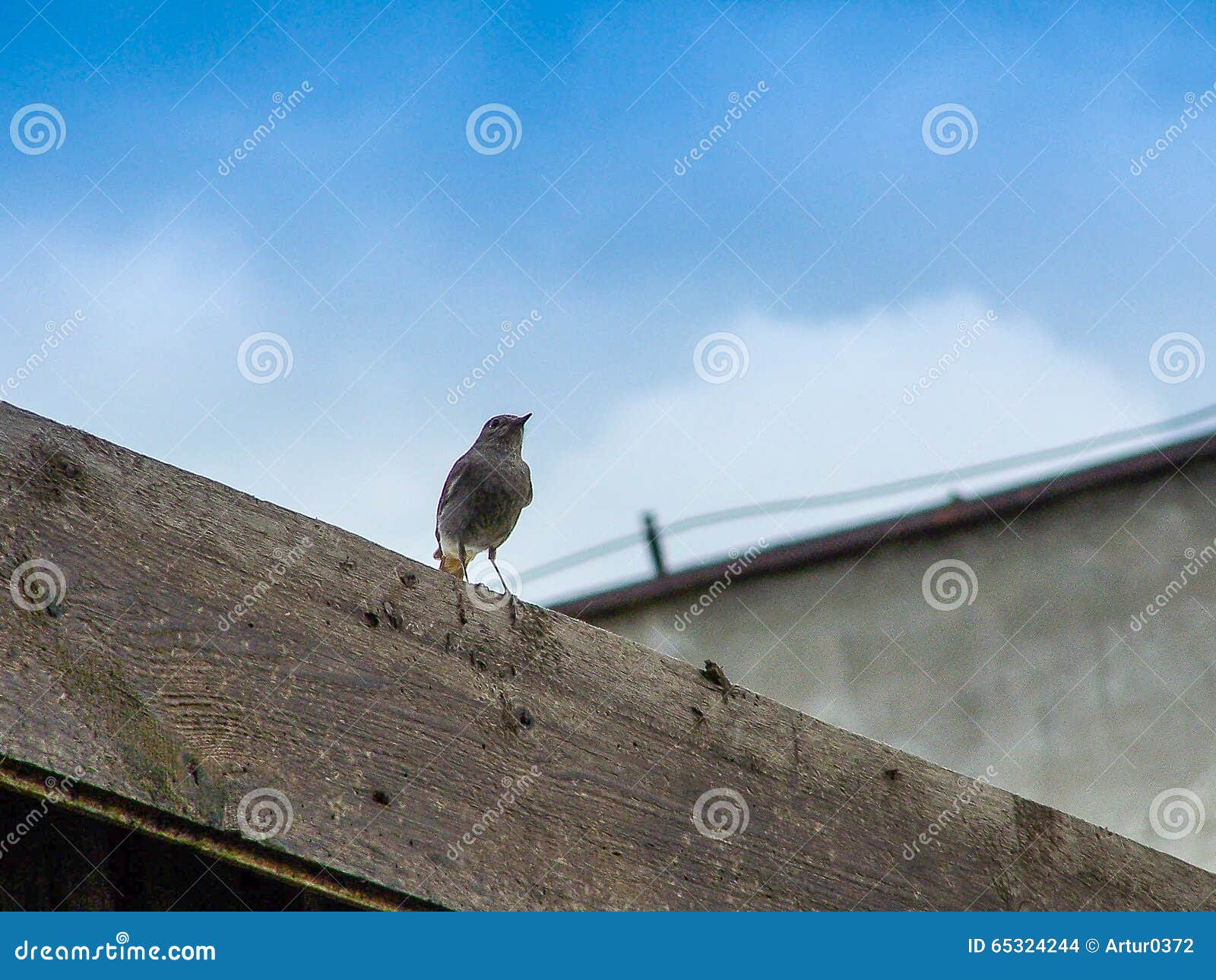 Rossignol d'oiseau photo stock. Image du chante, gentil - 65324244