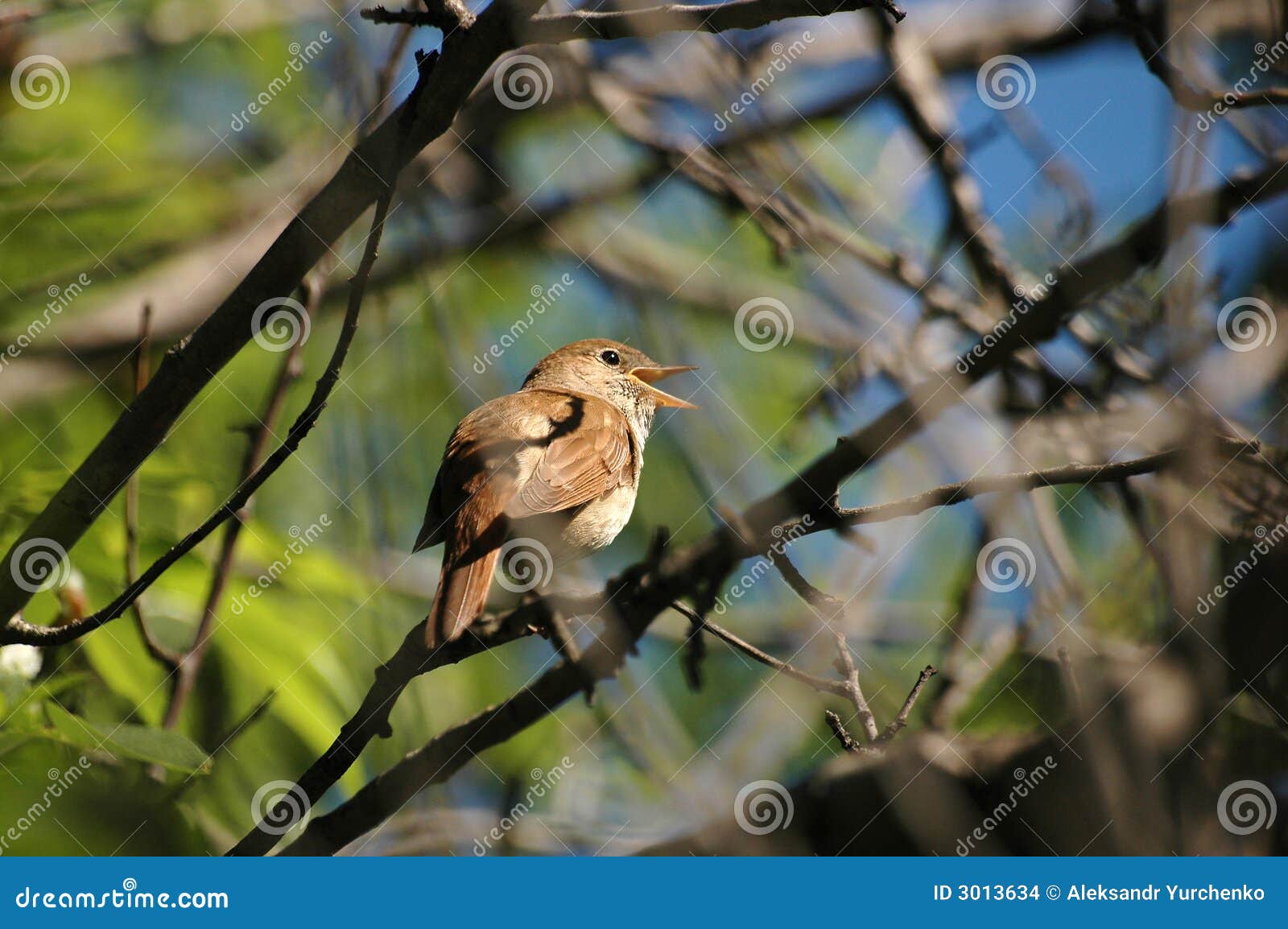 Rossignol de chant photo stock. Image du masculin, avril - 3013634