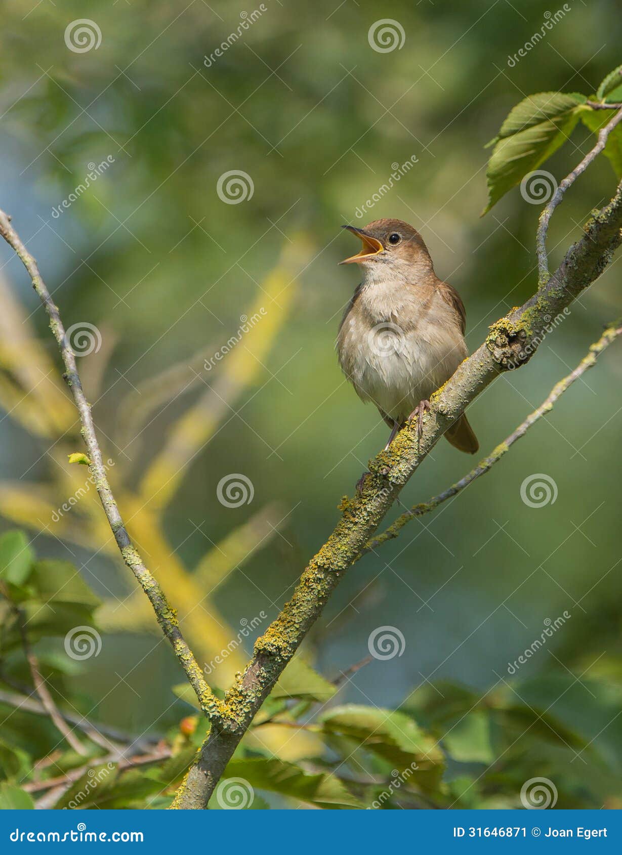 Rossignol de chant image stock. Image du couleurs, romantique - 31646871