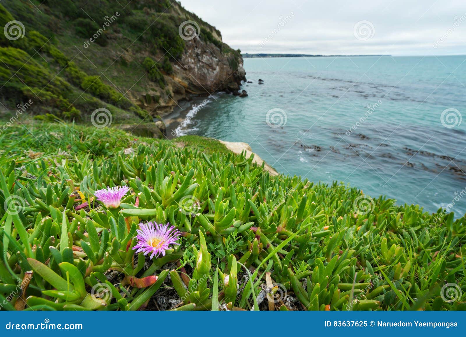 Rossii Karkalla, Des Carpobrotus Oder Schweingesicht Stockbild - Bild ...