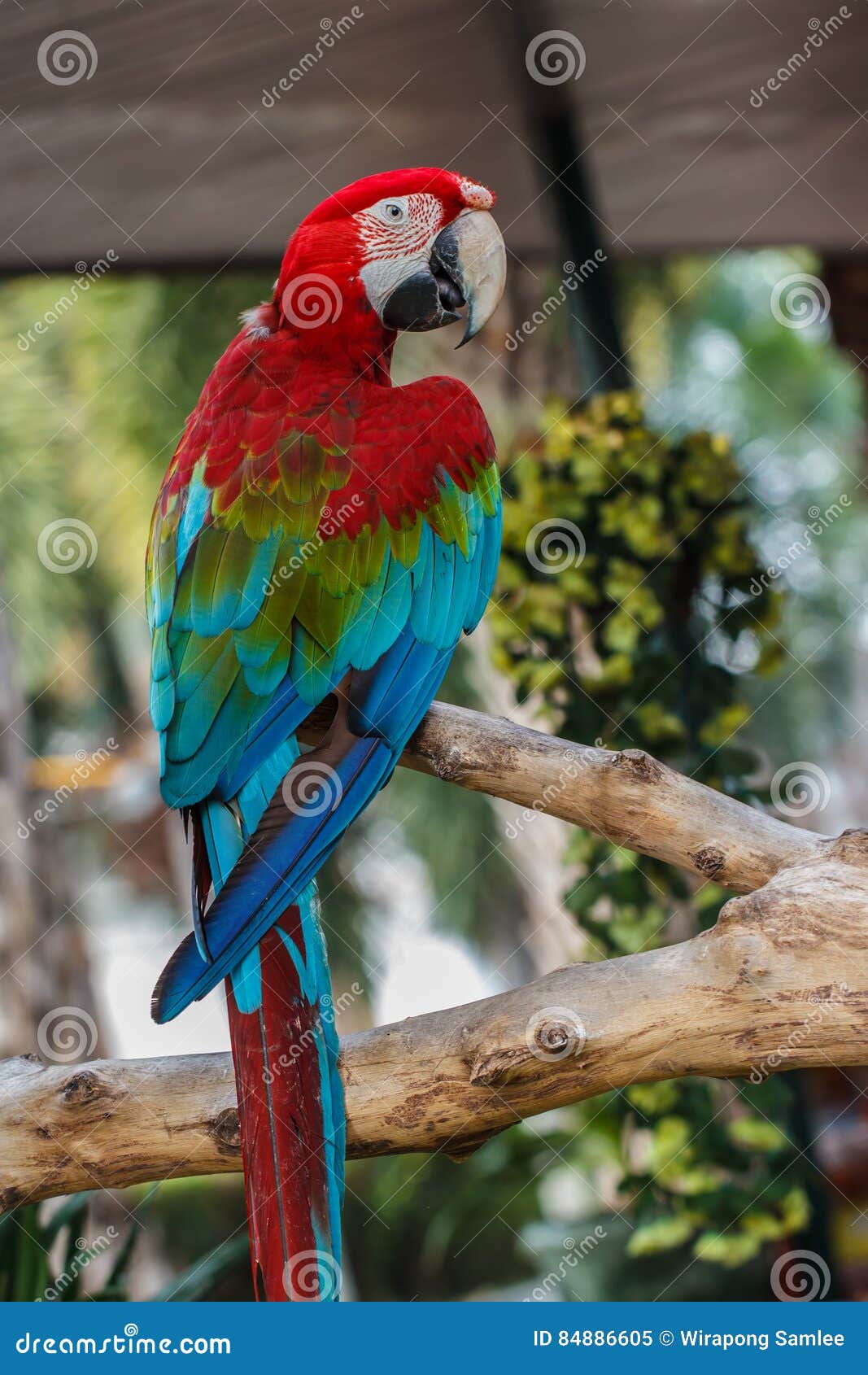 Rosso E Blu Dell'ara Del Pappagallo Immagine Stock - Immagine di nave ...