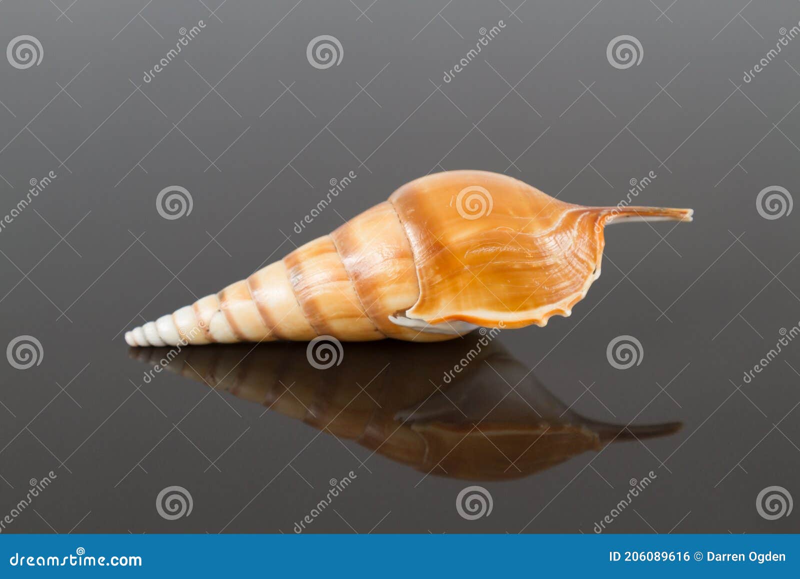 Rostellariidae Seashell (Tibia Insulaechorab) with Reflection Stock ...
