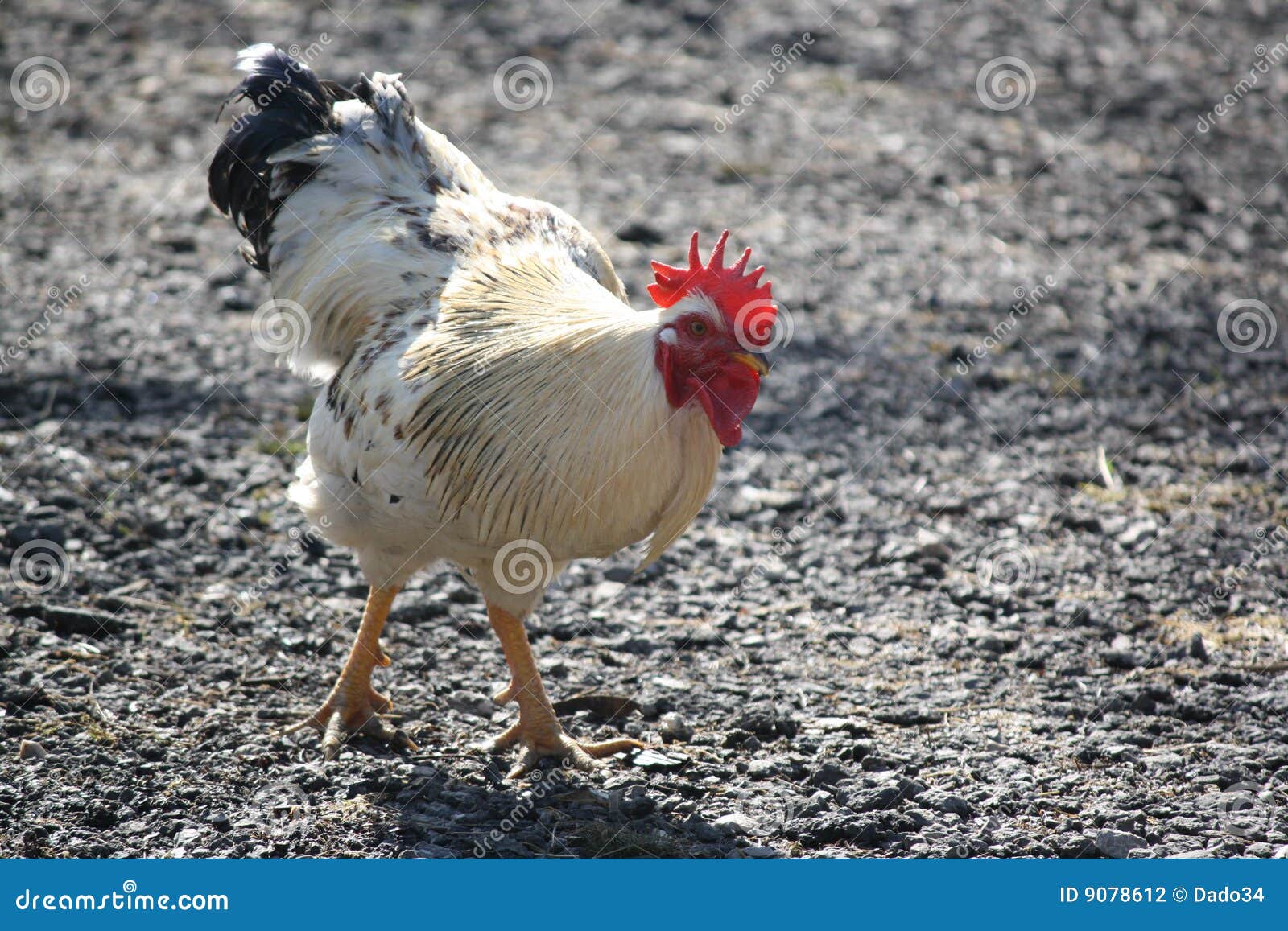 230 Red Roster Stock Photos - Free & Royalty-Free Stock Photos from ...