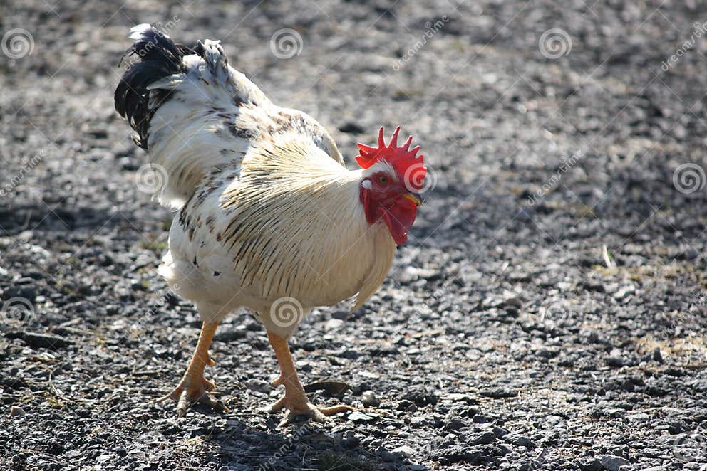 Roster stock photo. Image of animals, bird, chicken, wildlife - 9078612