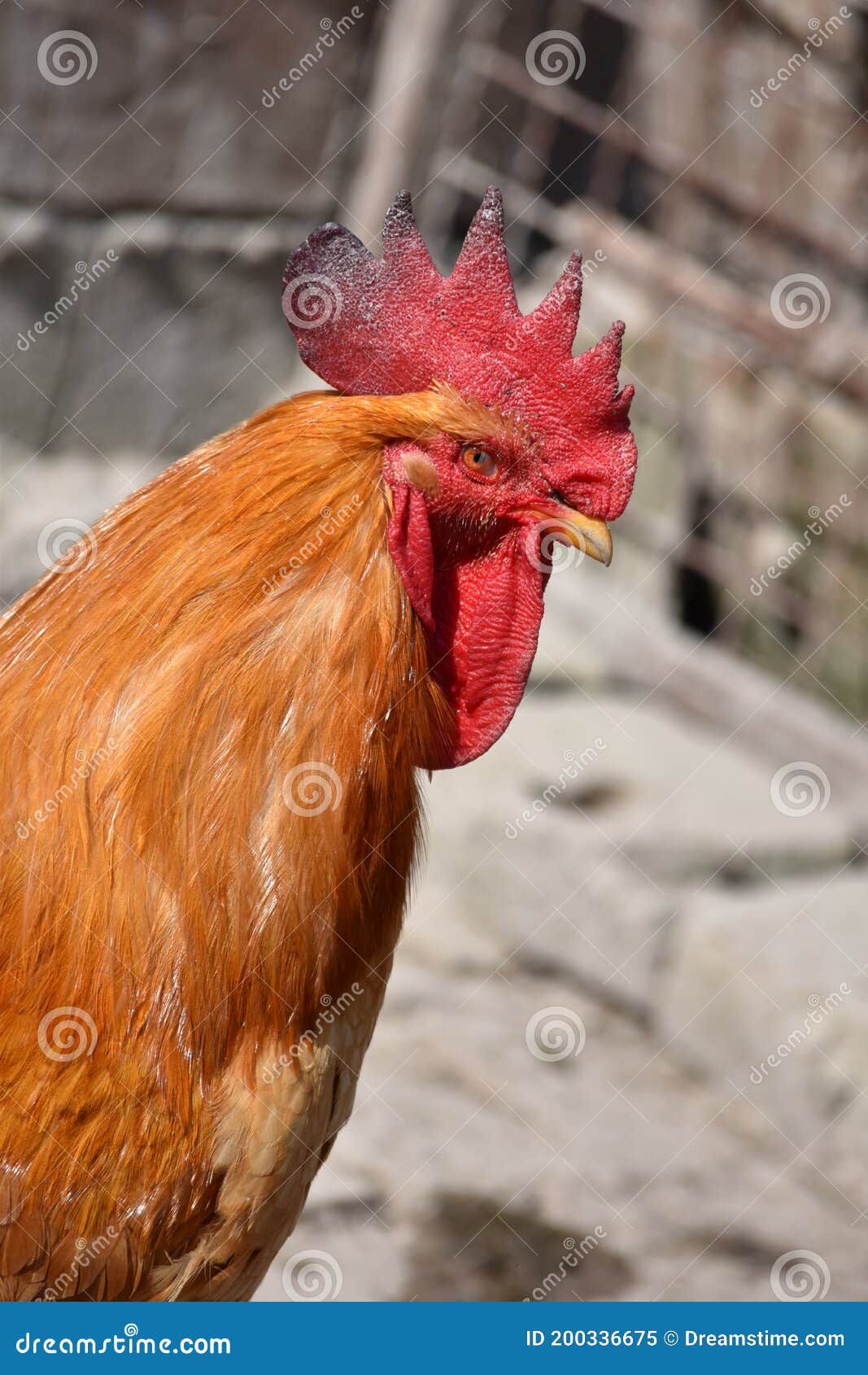 Roster, animal, chicken, stock image. Image of roster - 200336675